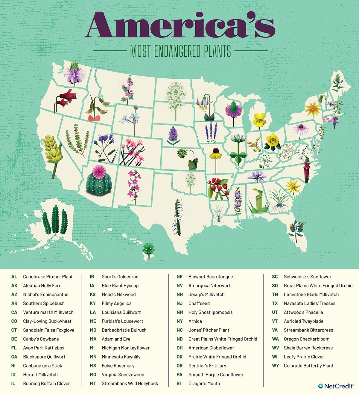An Illustrated Tribute To The Most Endangered Plant In Every U S State