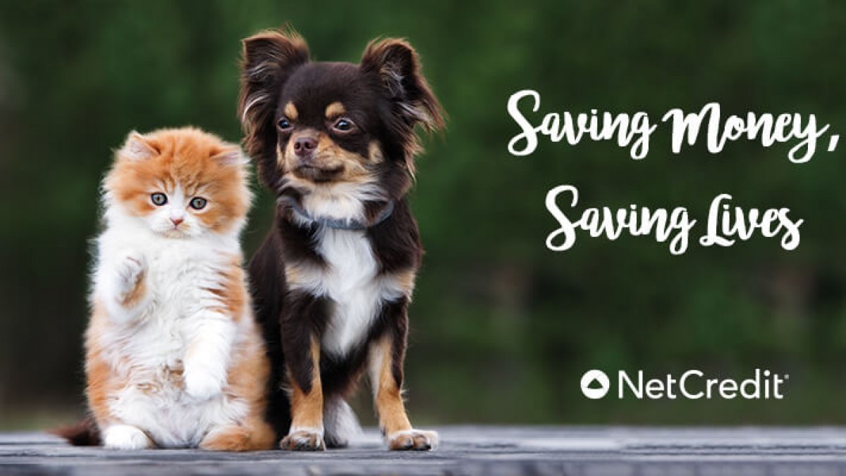 How Much Should You Save For A Dog