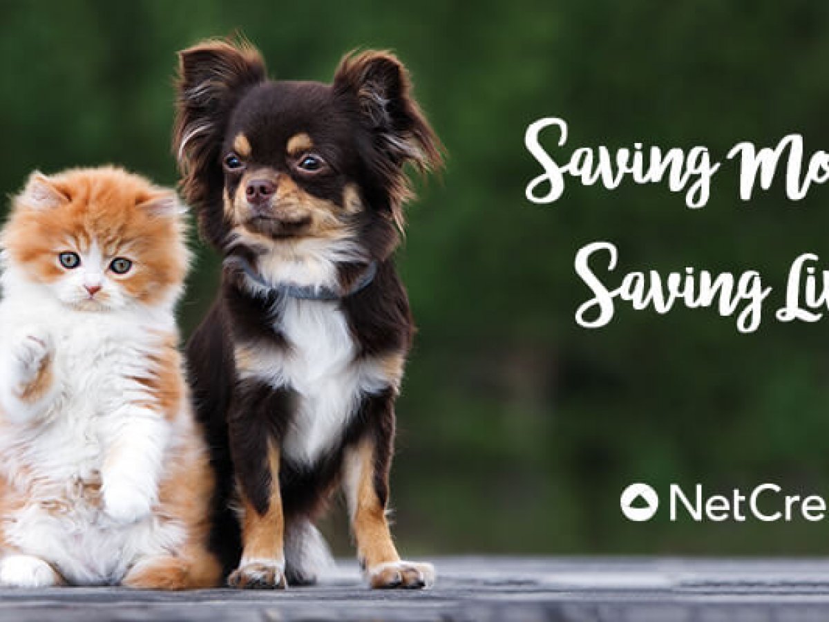 How Much Money Should You Have Saved For A Dog